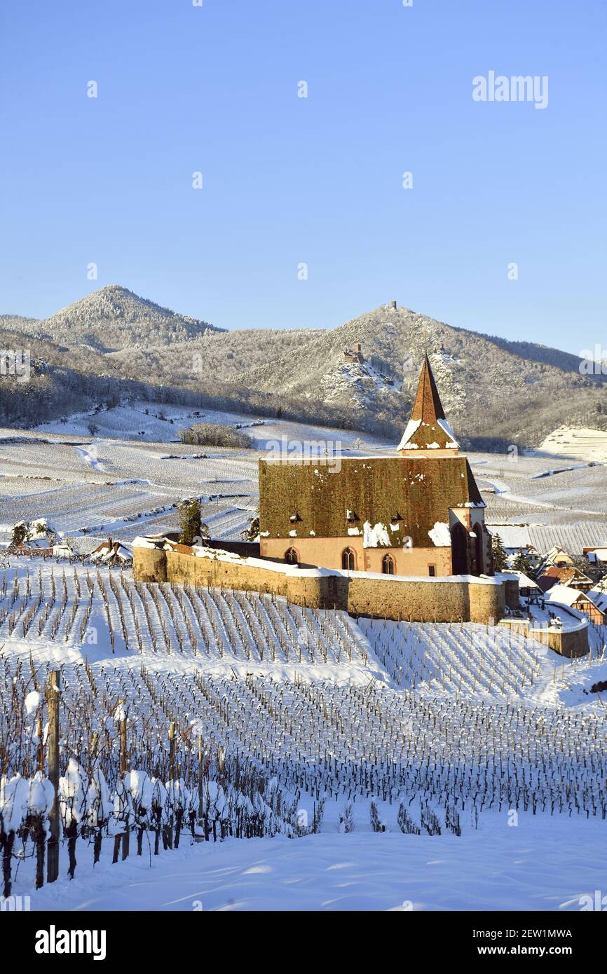 Alsace vineyard winter hi-res stock photography and images - Alamy