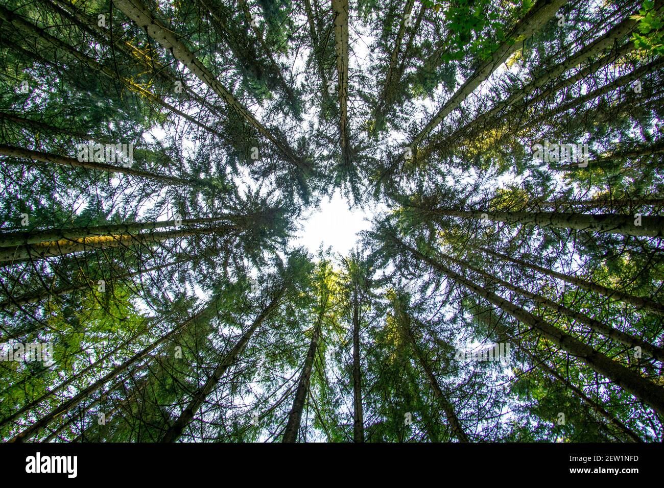 A low angle shot of tall green trees under the daylight sky, creating a ...