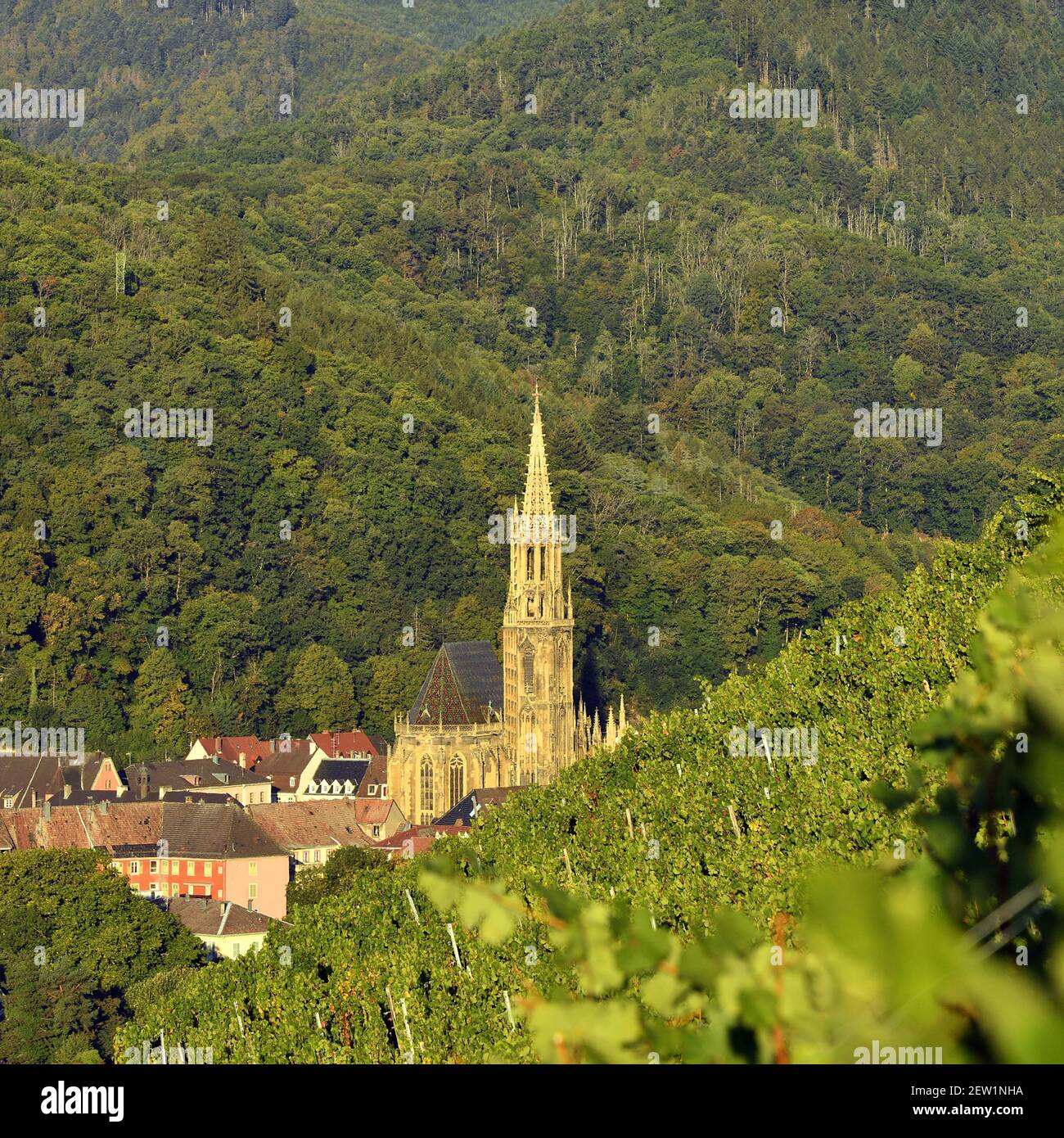 Rangen vineyard hi-res stock photography and images - Alamy