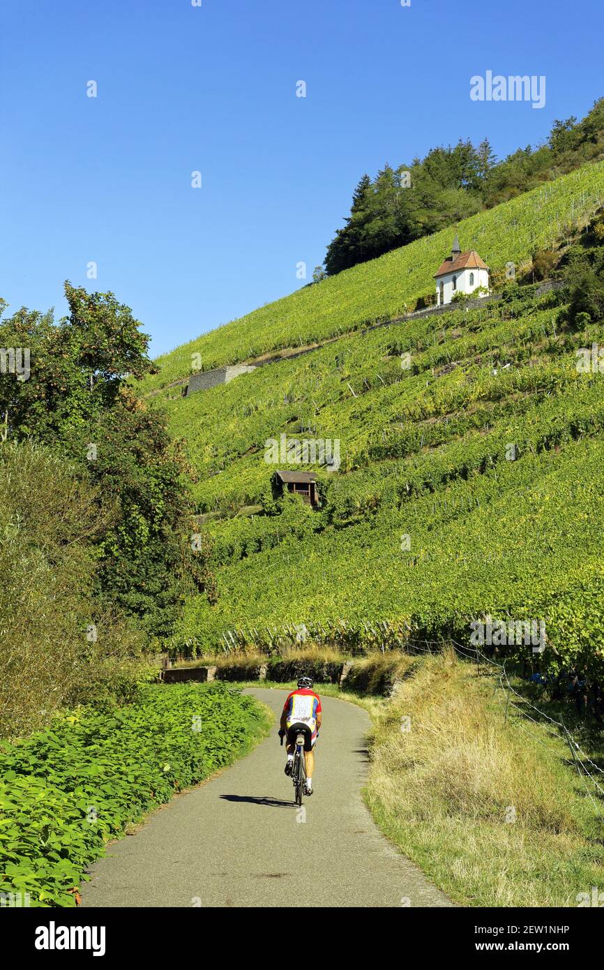 Rangen vineyard hi-res stock photography and images - Alamy