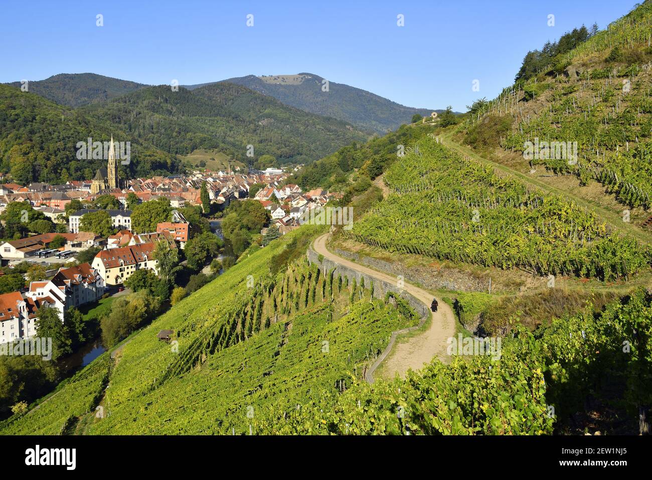 Rangen vineyard hi-res stock photography and images - Alamy