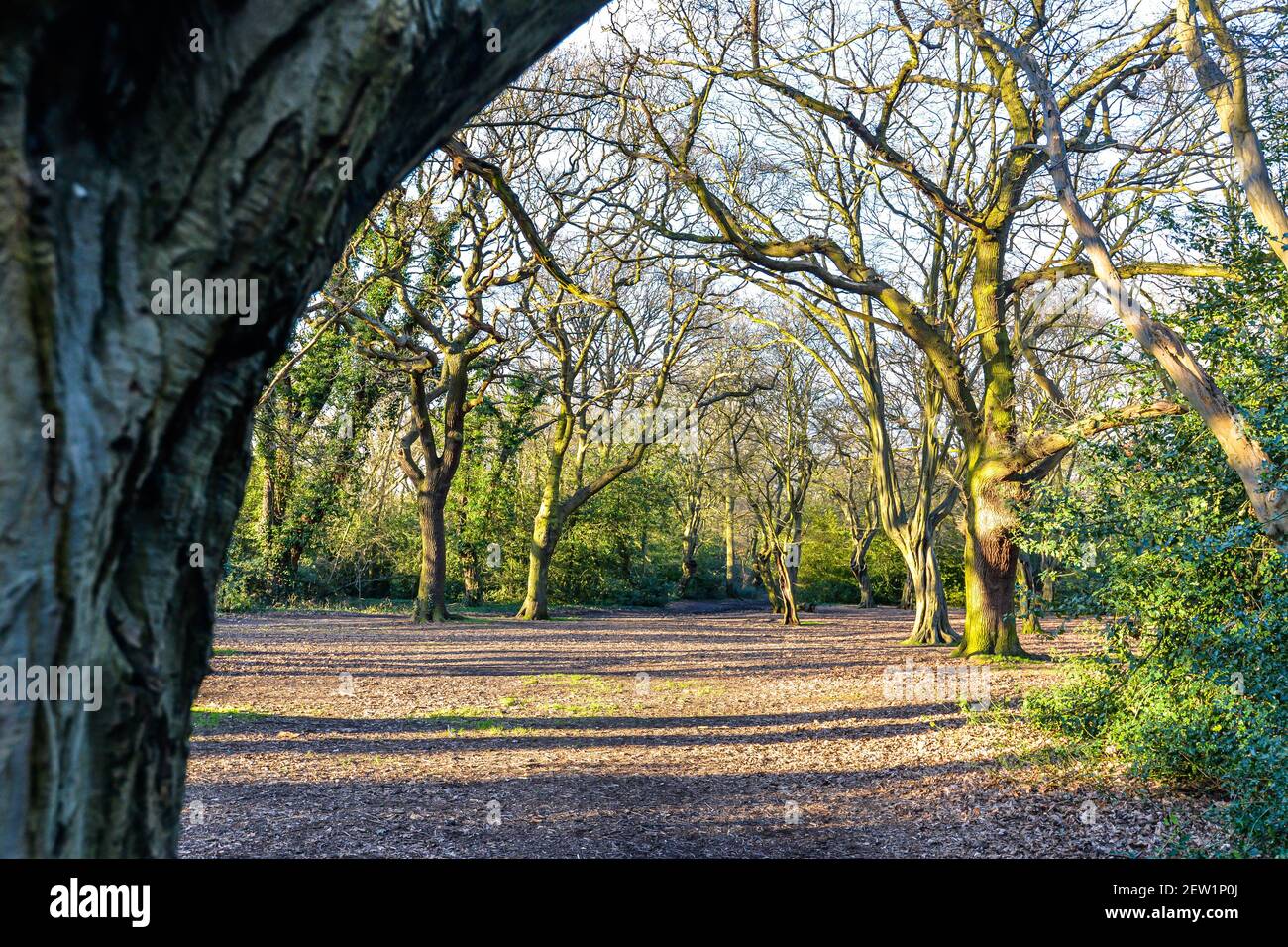 Epping Forest in north-east London shortly before sunset Stock Photo ...