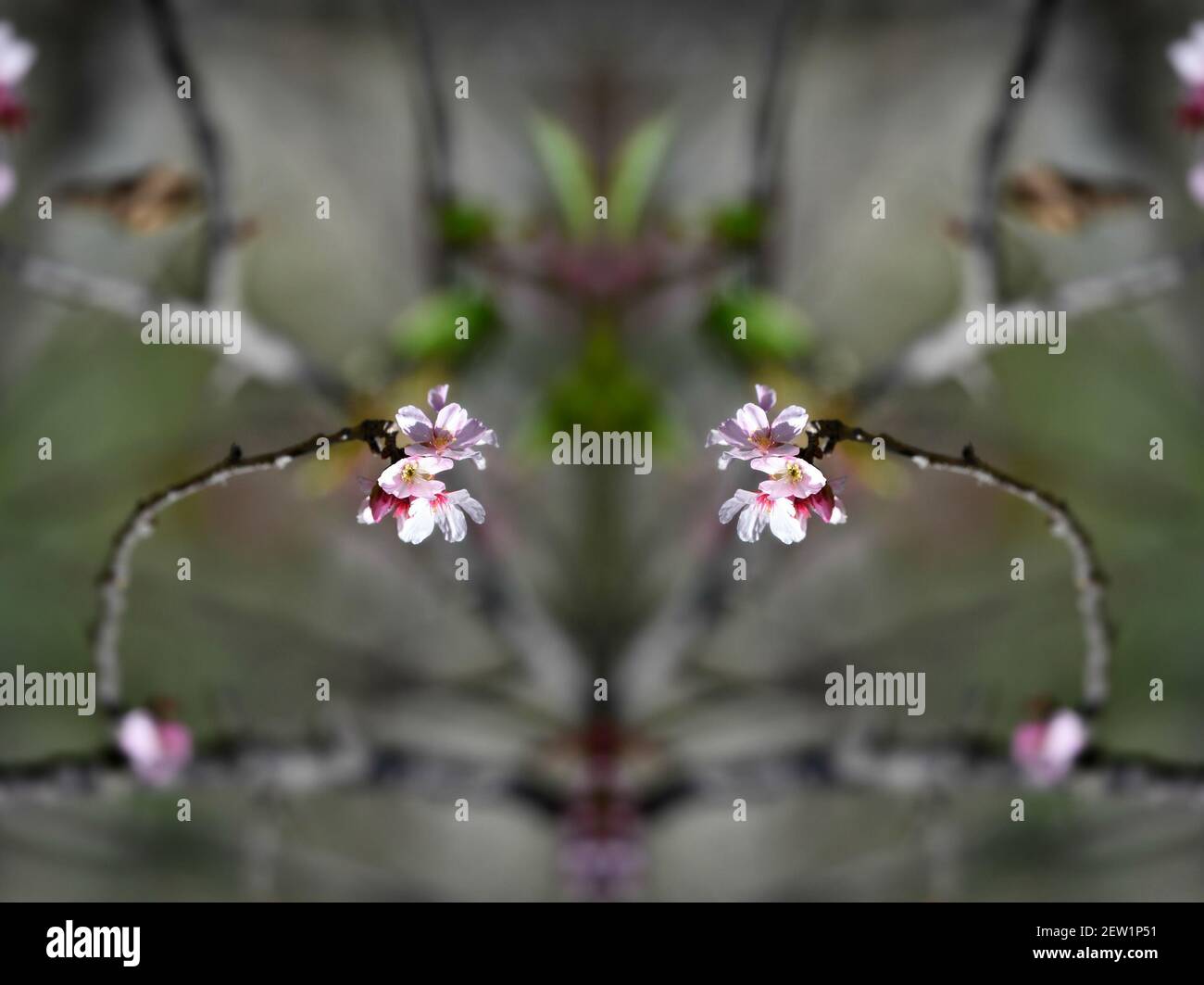 Cherry blossoms (Sakura) at the Japanese Friendship Garden in Balboa ...