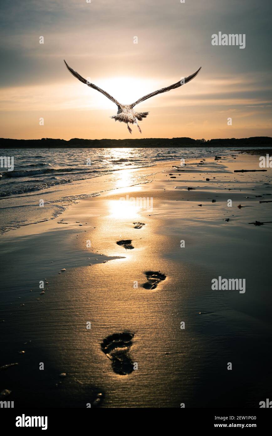 Rising bird hi-res stock photography and images - Alamy