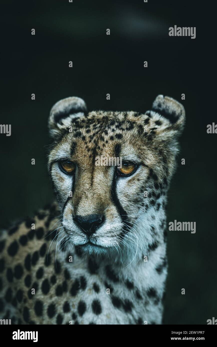 Concentrated cheetah with amazing eyes Stock Photo - Alamy