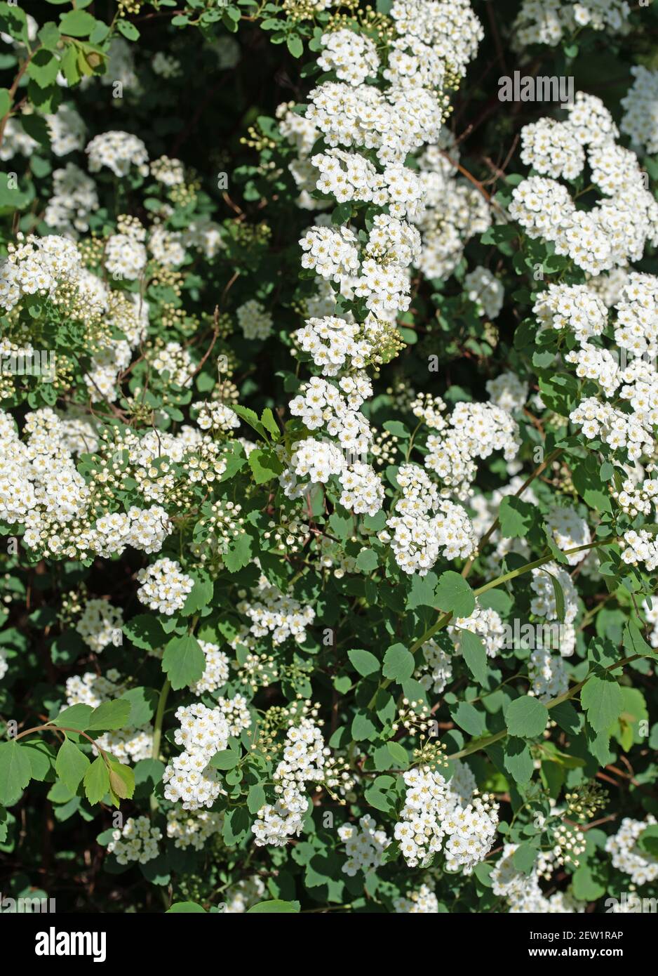 Spiraea arguta hi-res stock photography and images - Alamy