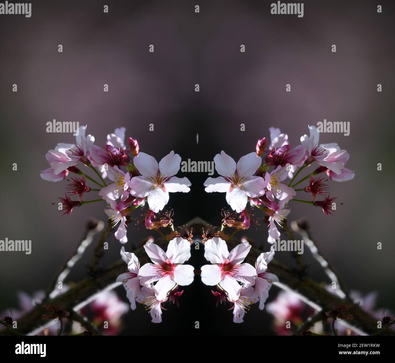 Cherry blossoms (Sakura) at the Japanese Friendship Garden in Balboa ...