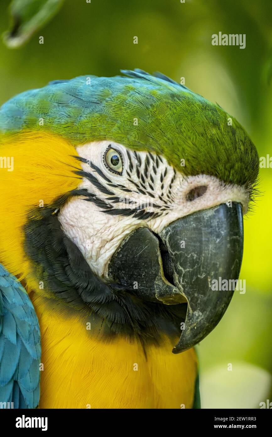 Ara people europe hi-res stock photography and images - Alamy