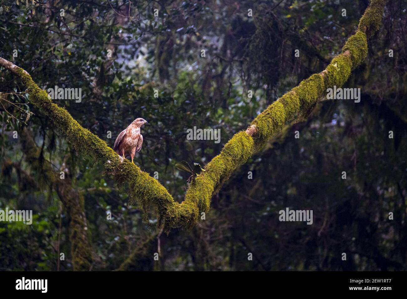 Marsabit forest hi-res stock photography and images - Alamy