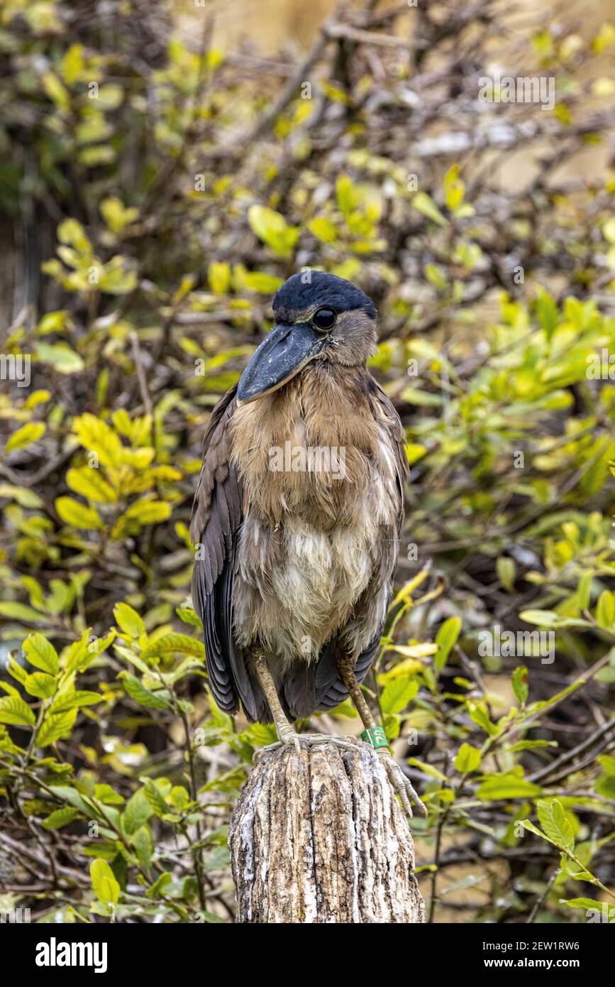 France, crested savacou (Cochlearius cochlearius Stock Photo - Alamy