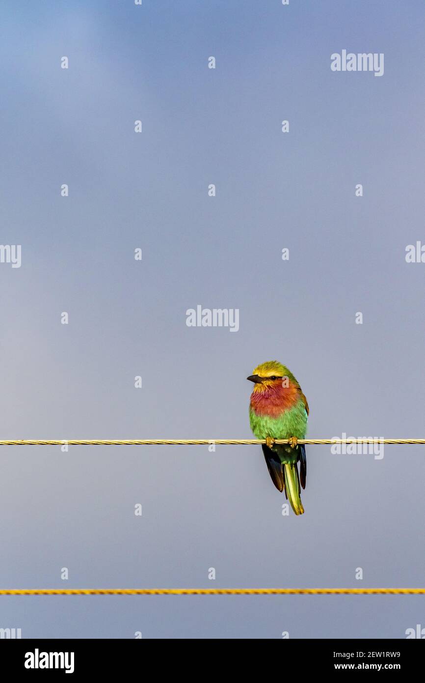 Kenya, Soysambu Conservation area, European Roller (Coracias garrulus ...