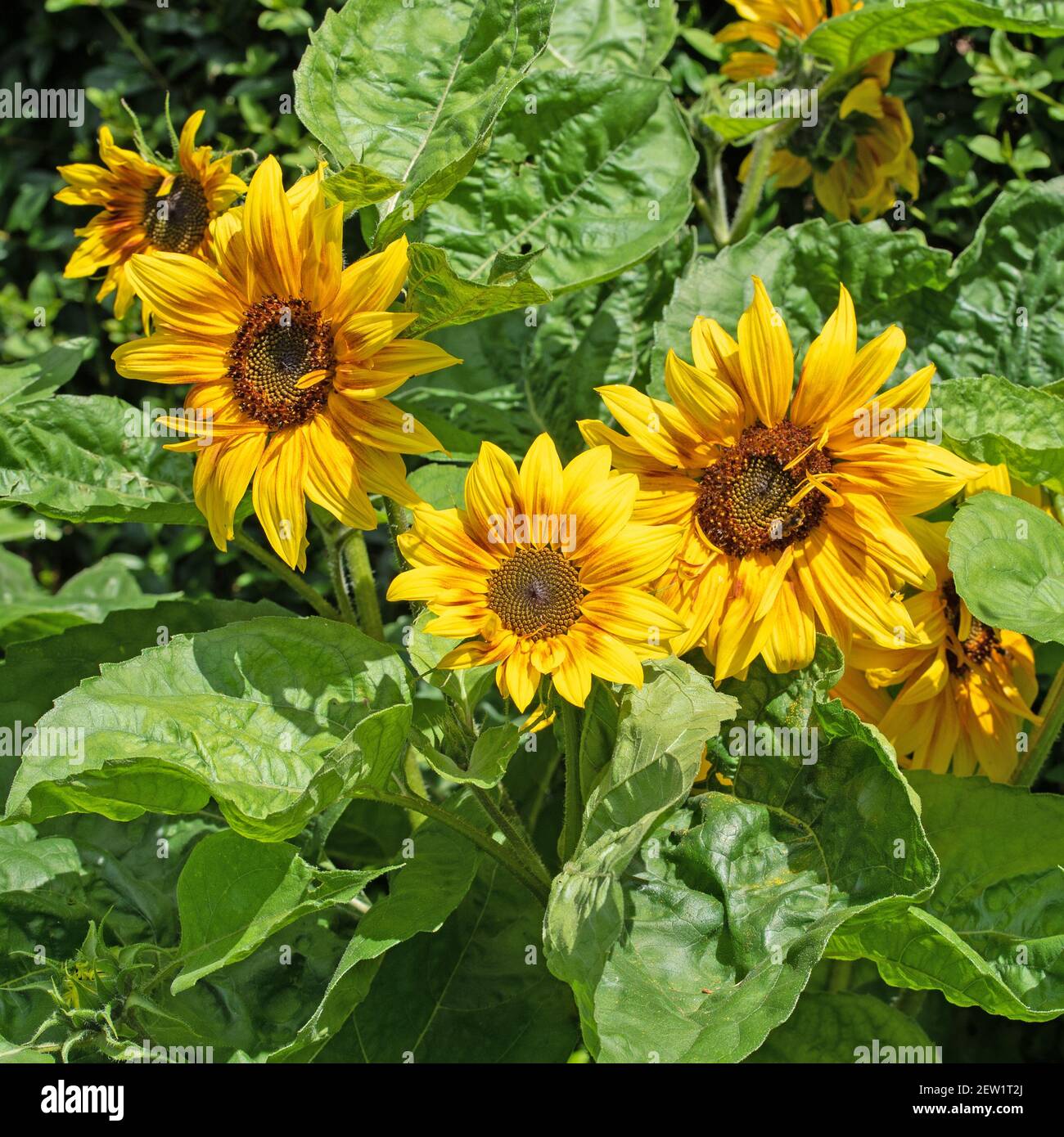 Sunflowers flowering hi-res stock photography and images - Alamy