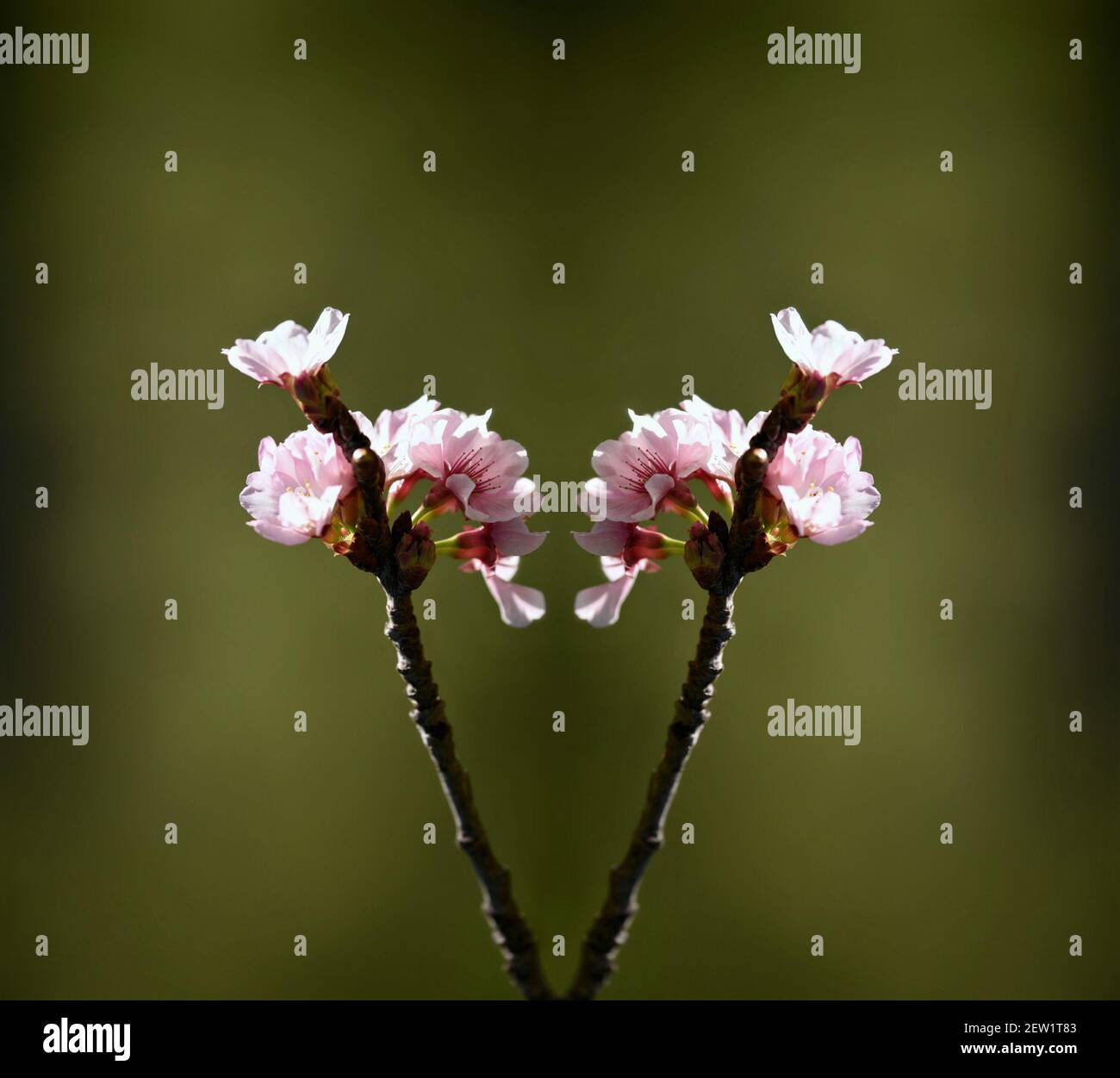 Cherry blossoms (Sakura) at the Japanese Friendship Garden in Balboa ...