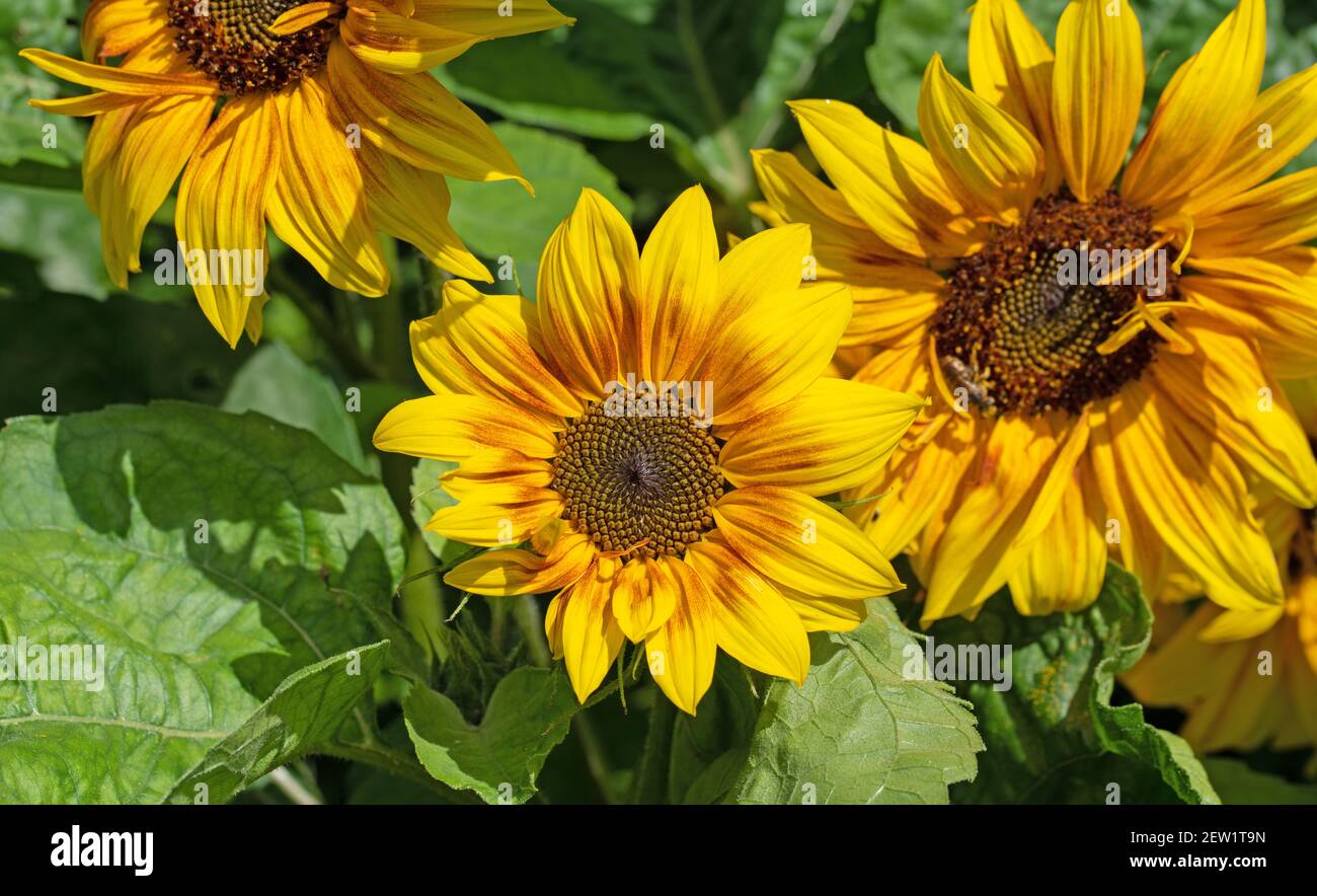Sunflowers flowering hi-res stock photography and images - Alamy