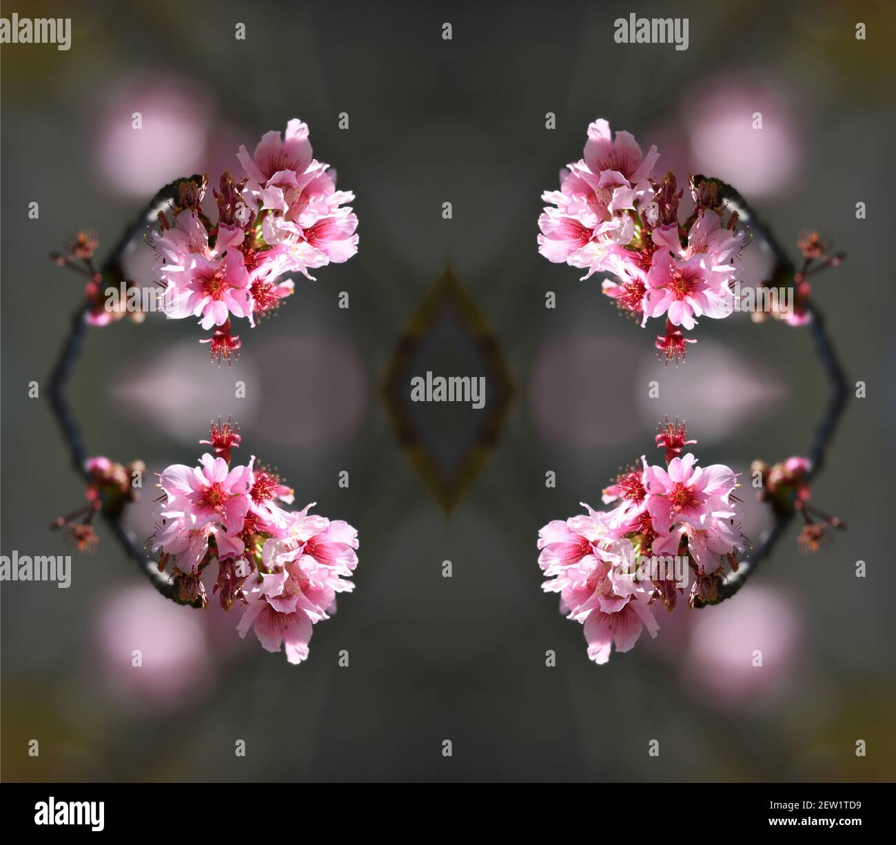 Cherry blossoms (Sakura) at the Japanese Friendship Garden in Balboa ...