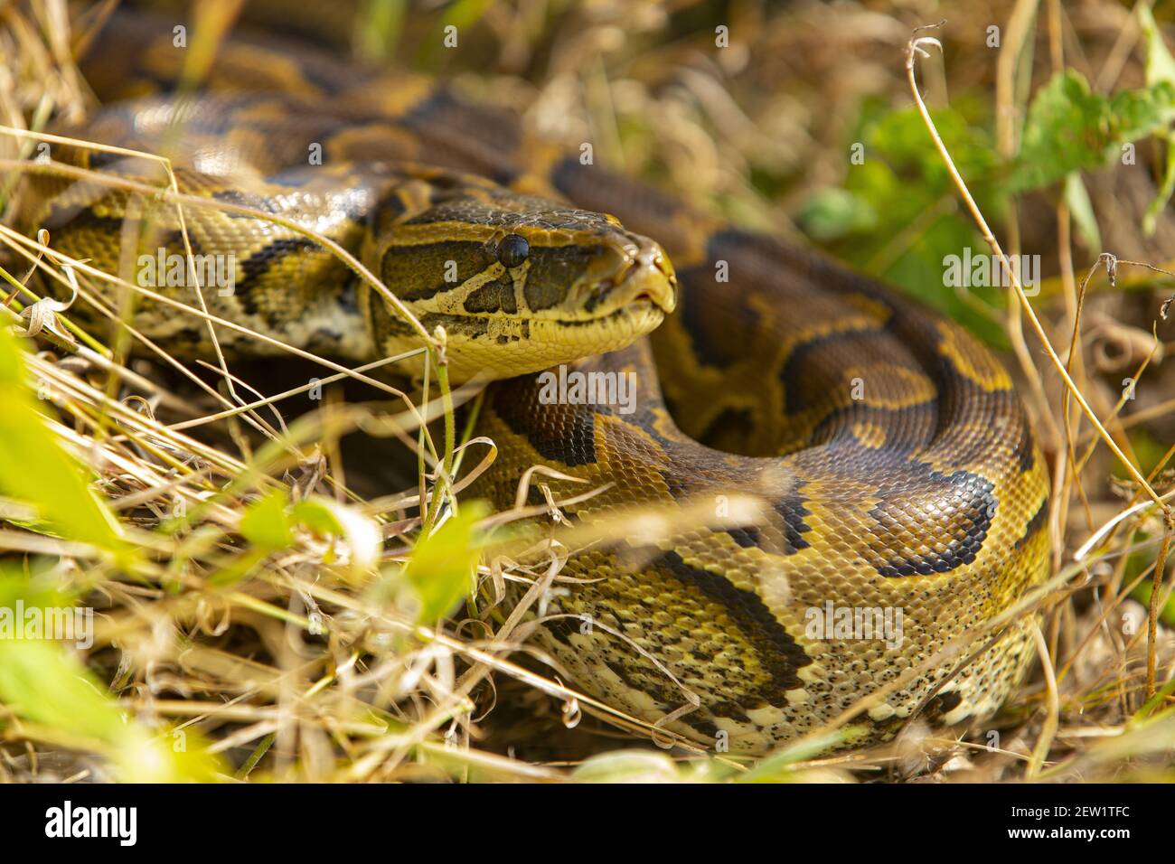 Kenya, Samburu reserve, Seba's Python (Python sebae Stock Photo - Alamy