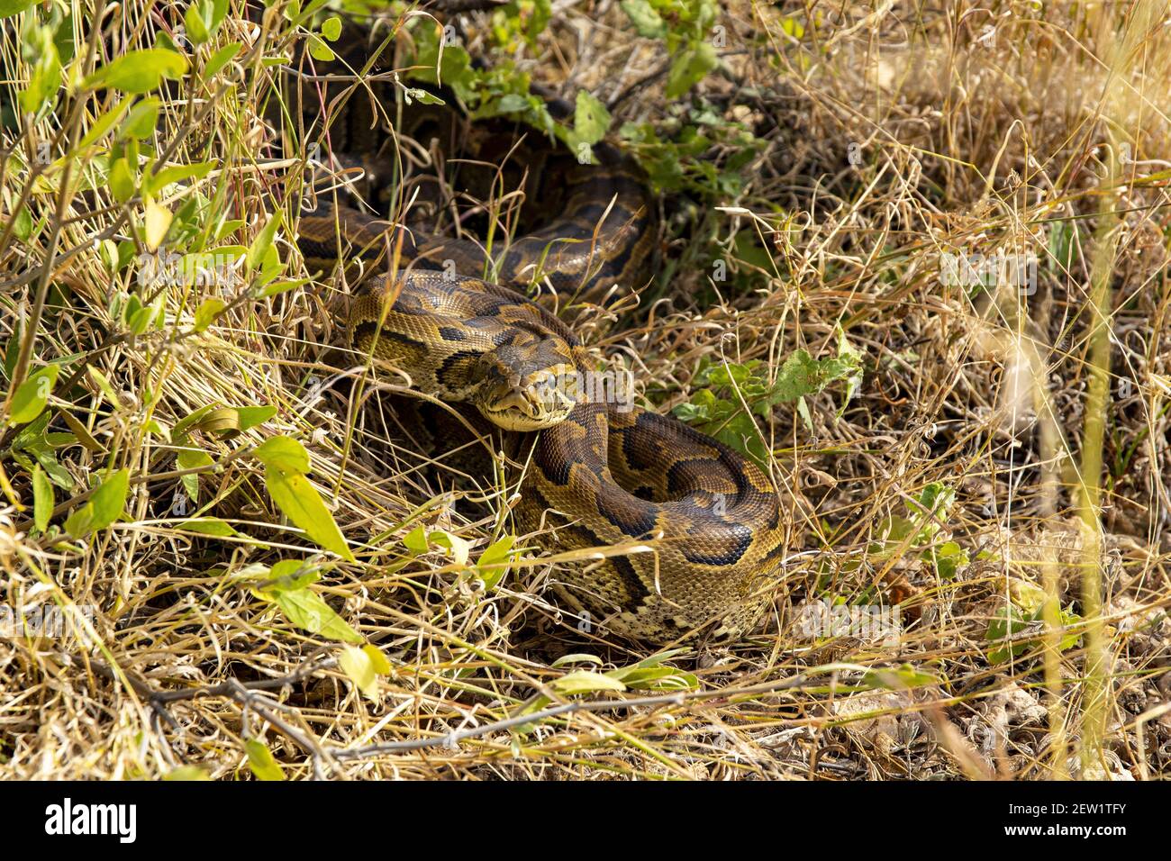 Kenya, Samburu reserve, Seba's Python (Python sebae Stock Photo - Alamy