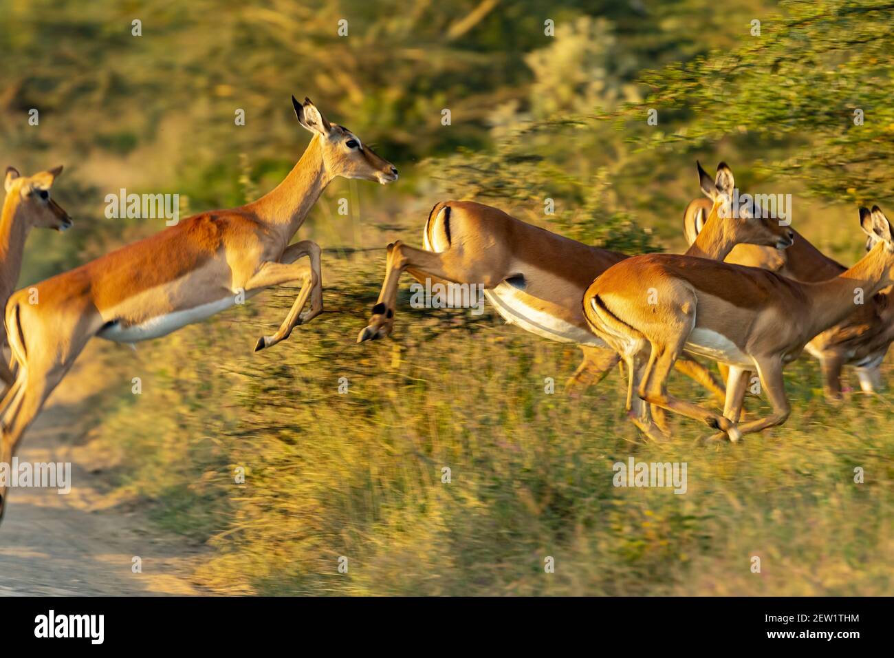 Kenya, Soysambu conservation area, impala (Aepyceros melampus), females ...