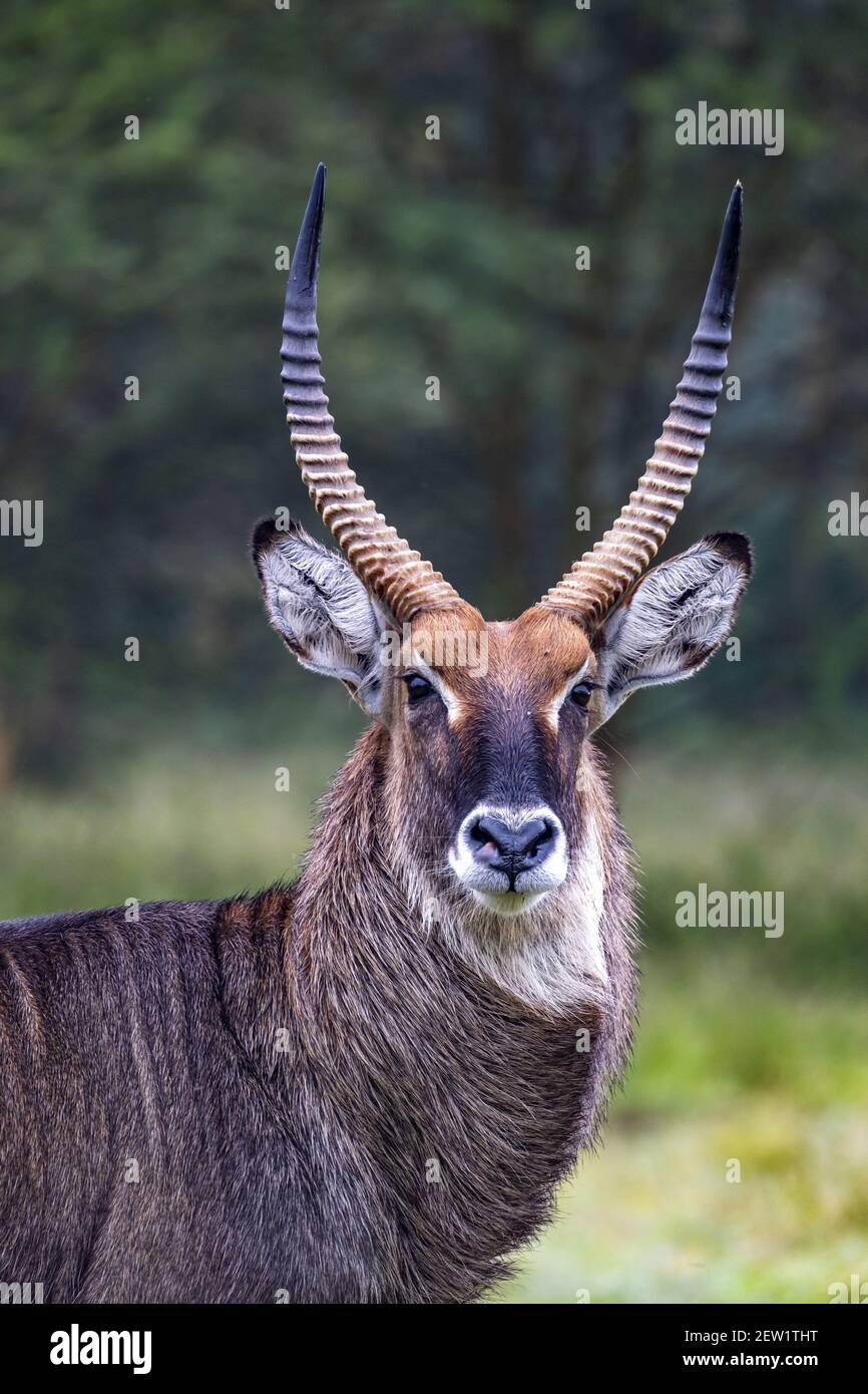 Kenya, Soysambu reserve, Cobe defassa (Kobus ellipsiprymnus), male ...