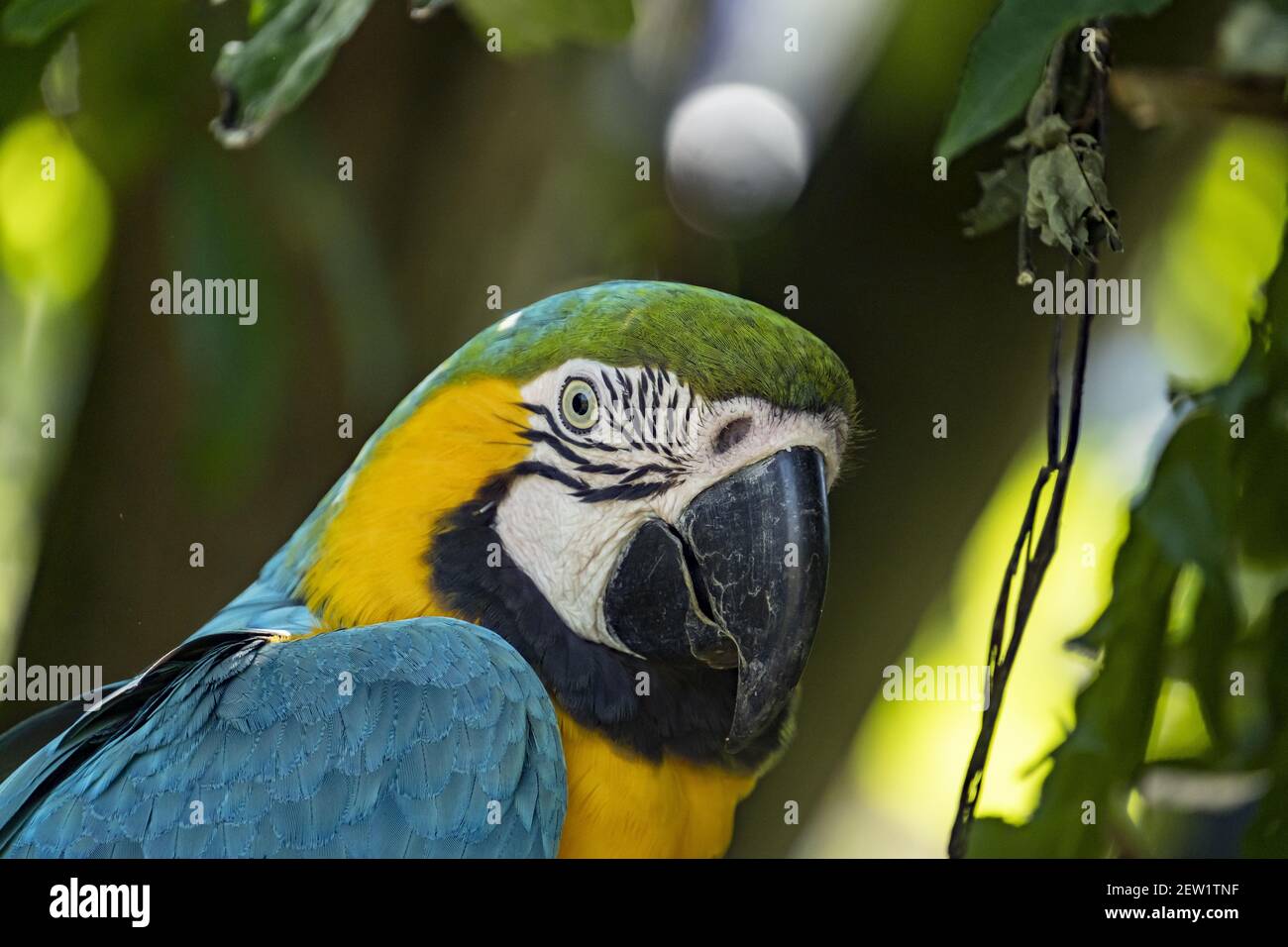 Ara people europe hi-res stock photography and images - Alamy