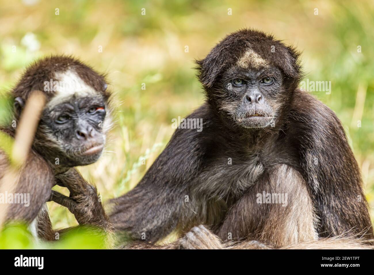 Marimonda hi-res stock photography and images - Alamy