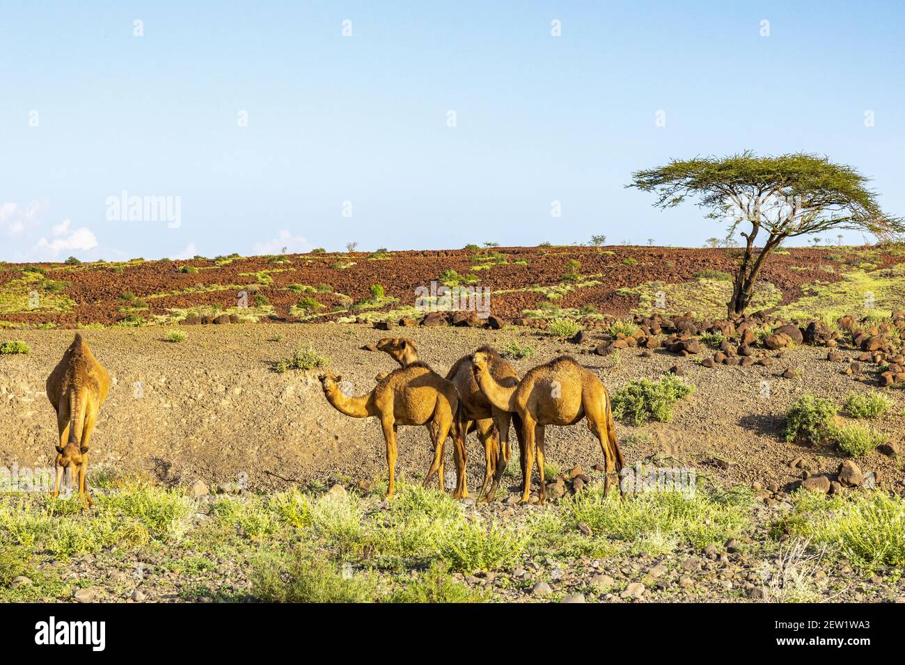Kenya, Marsabit district, surroundings of Lake Turkana, dromedaries ...