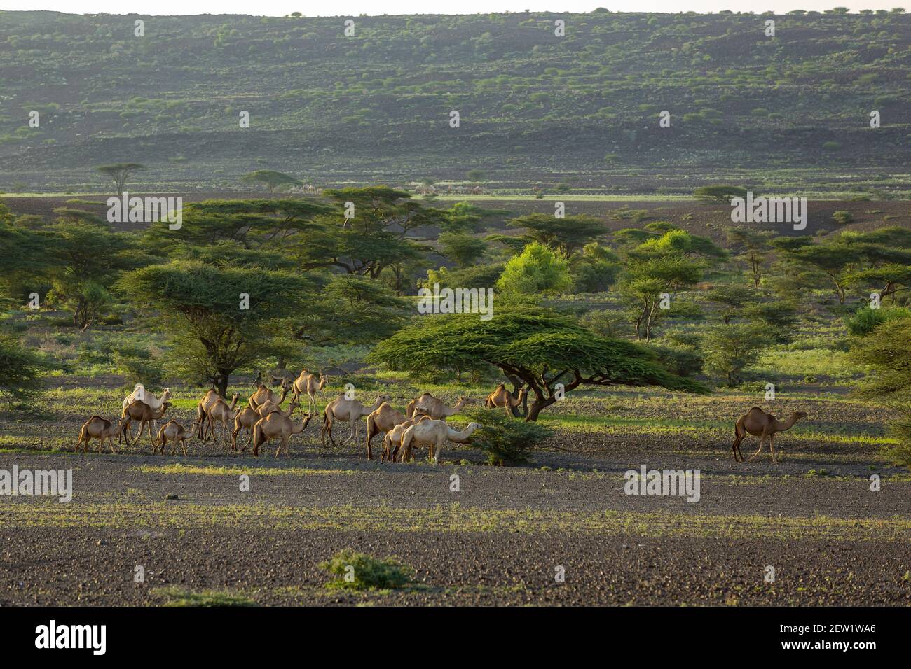 Kenya, Marsabit district, surroundings of North Horr, dromedaries in ...