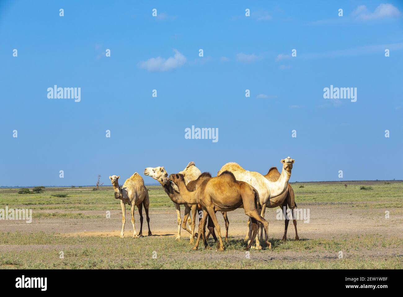 Kenya, Marsabit district, surroundings of Lake Turkana, dromedaries ...