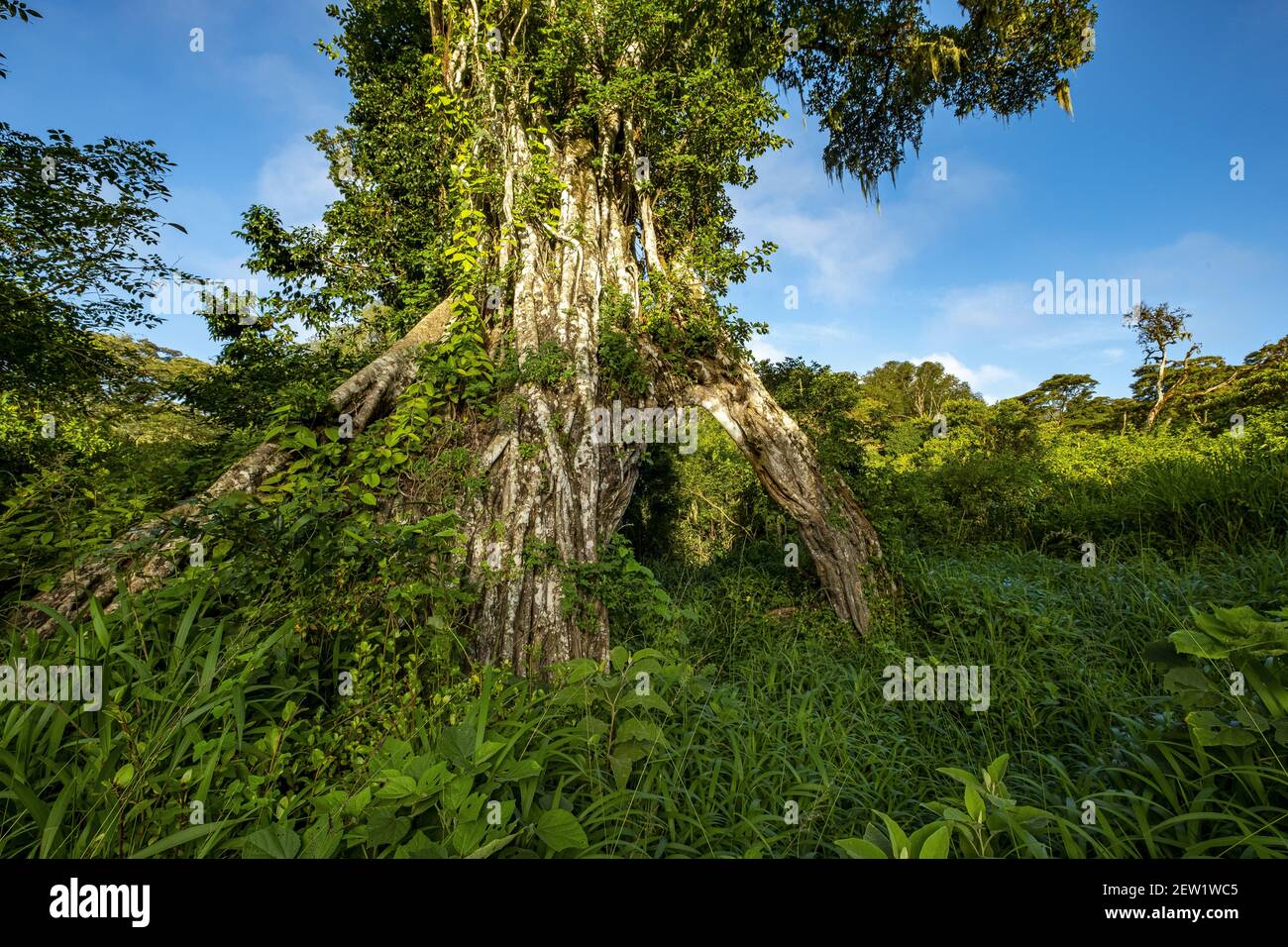 Kenya, Marsabit National Park, fig tree Stock Photo - Alamy
