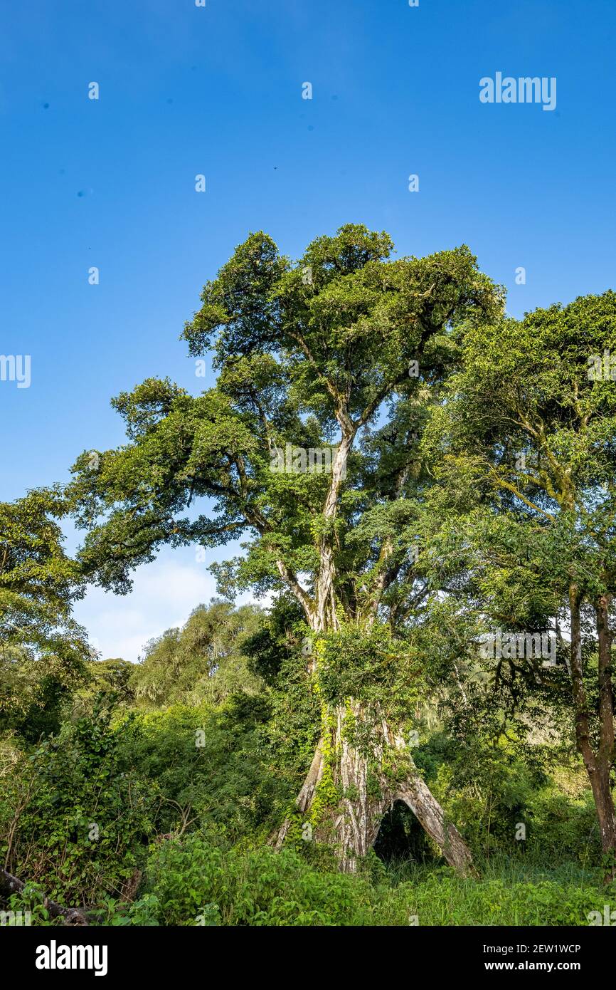 Kenya, Marsabit National Park, fig tree Stock Photo - Alamy