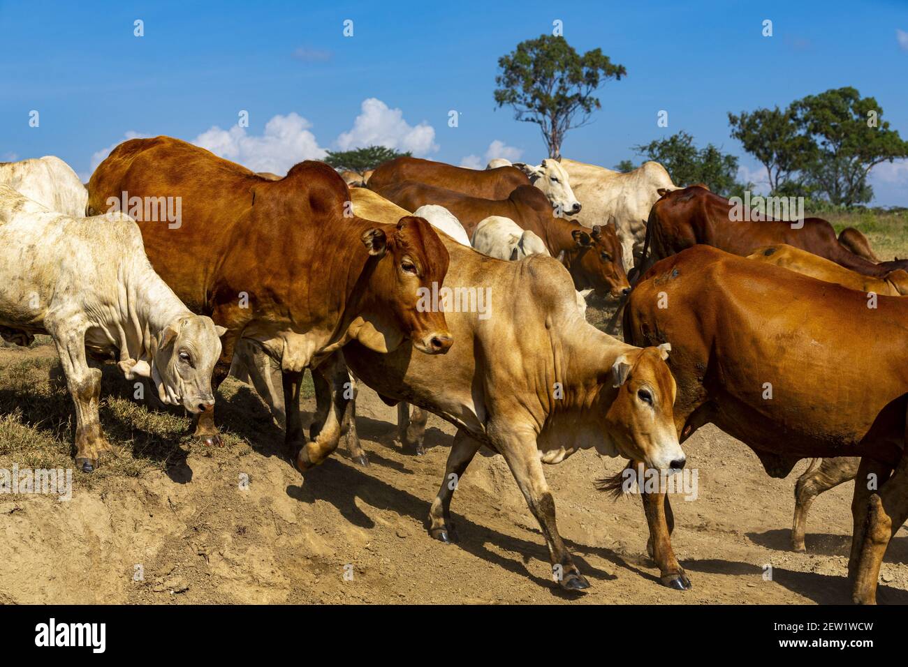 Kenya, Soysambu conservation area, Boran cattle Stock Photo - Alamy