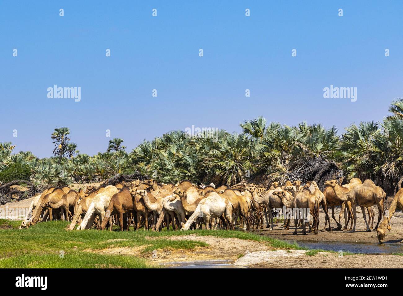 Kenya, Marsabit district, surroundings of Lake Turkana, dromedaries ...
