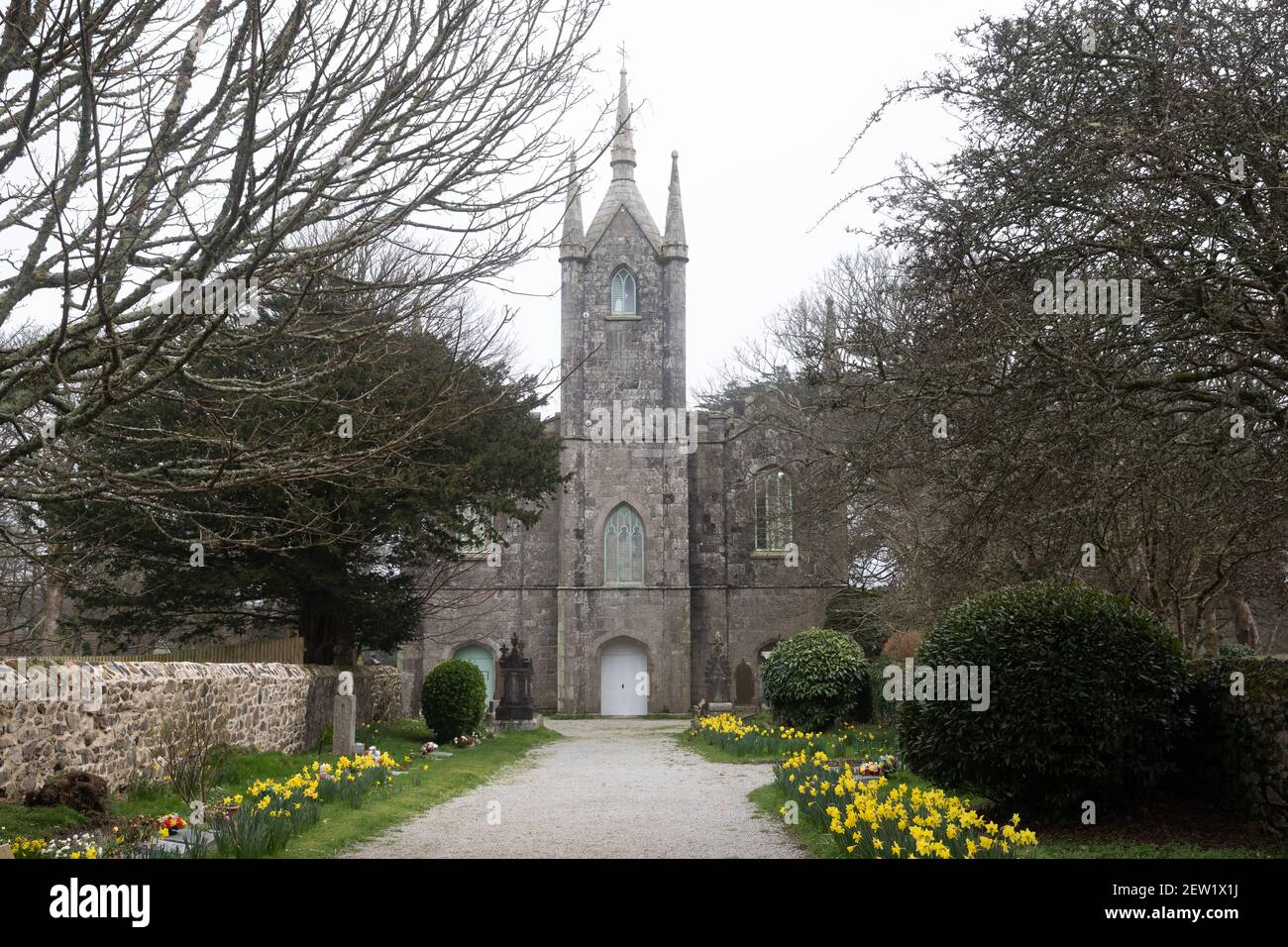 Daffodils on the pathway leading to St Day Church in St Day, Cornwall ...