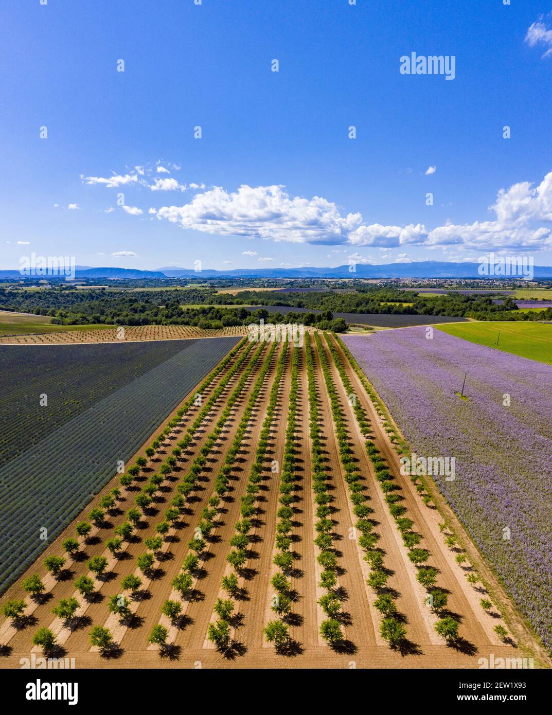 Aerial view of lavender fields in valensole, france hi-res stock photography and images - Alamy