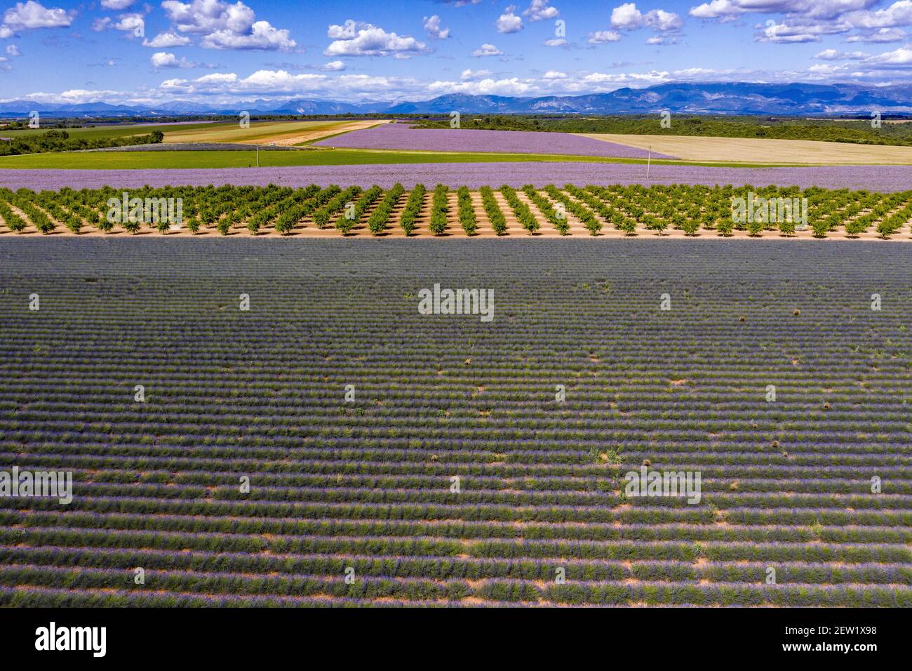 Aerial view of lavender fields in valensole, france hi-res stock photography and images - Alamy