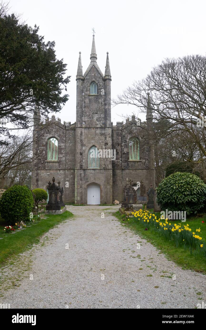 Daffodils on the pathway leading to St Day Church in St Day, Cornwall ...
