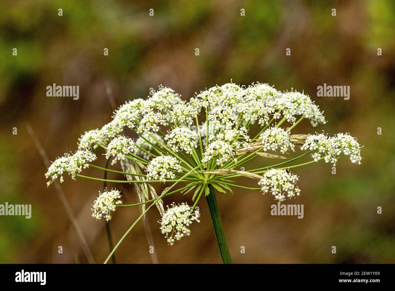 Umbelliferous flower hi-res stock photography and images - Alamy