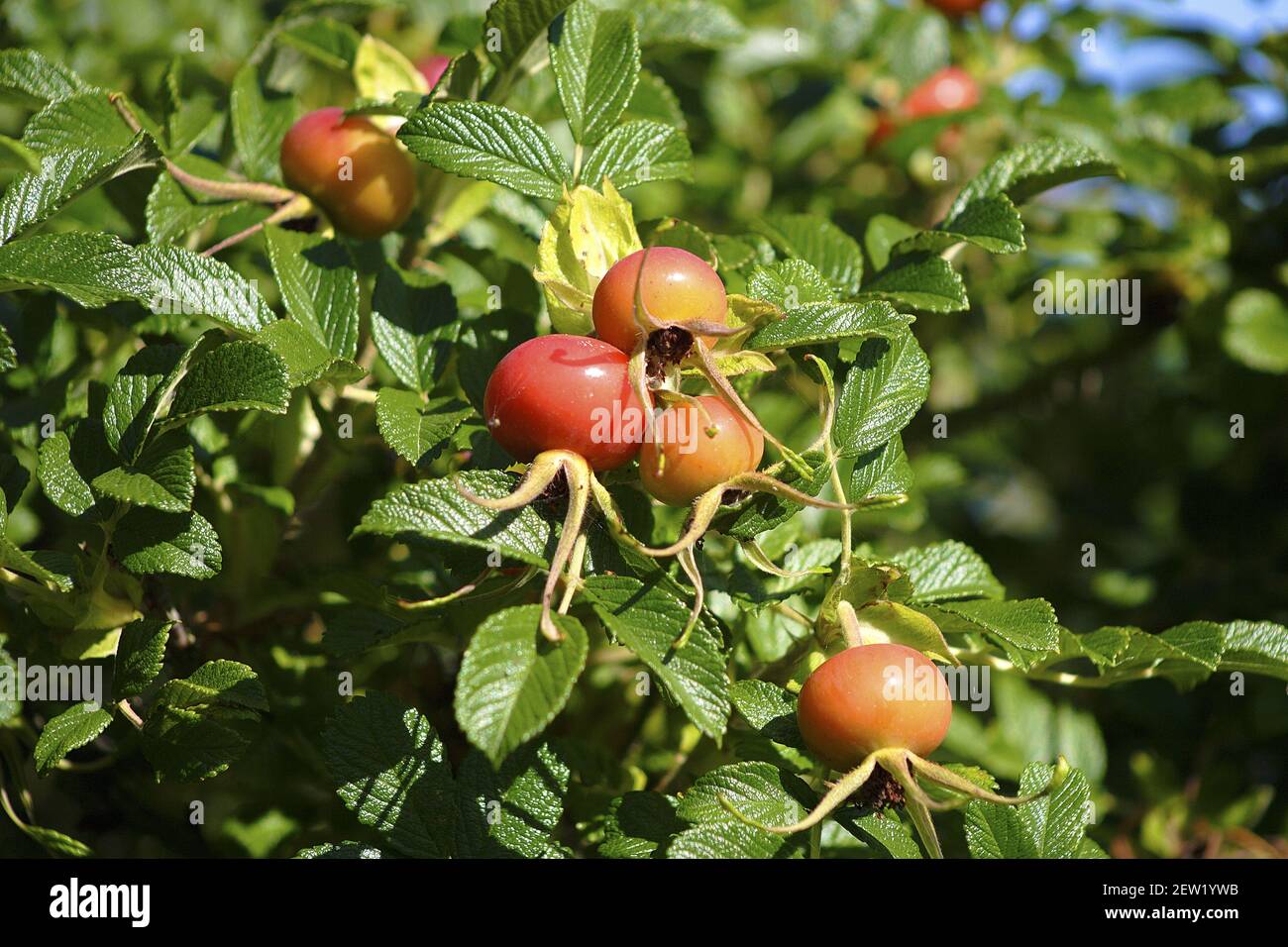 France, Côtes-d'Armor (22), île de Bréhat, les cynorhodons, petits ...