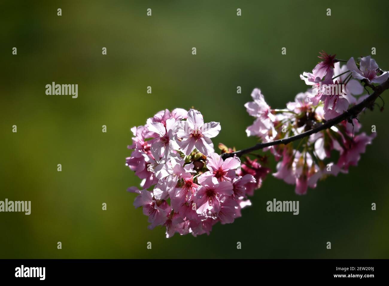 Cherry blossoms (Sakura) at the Japanese Friendship Garden in Balboa ...