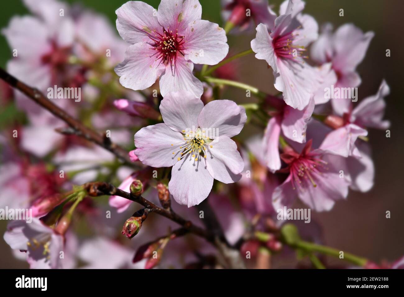 Cherry blossoms (Sakura) at the Japanese Friendship Garden in Balboa ...