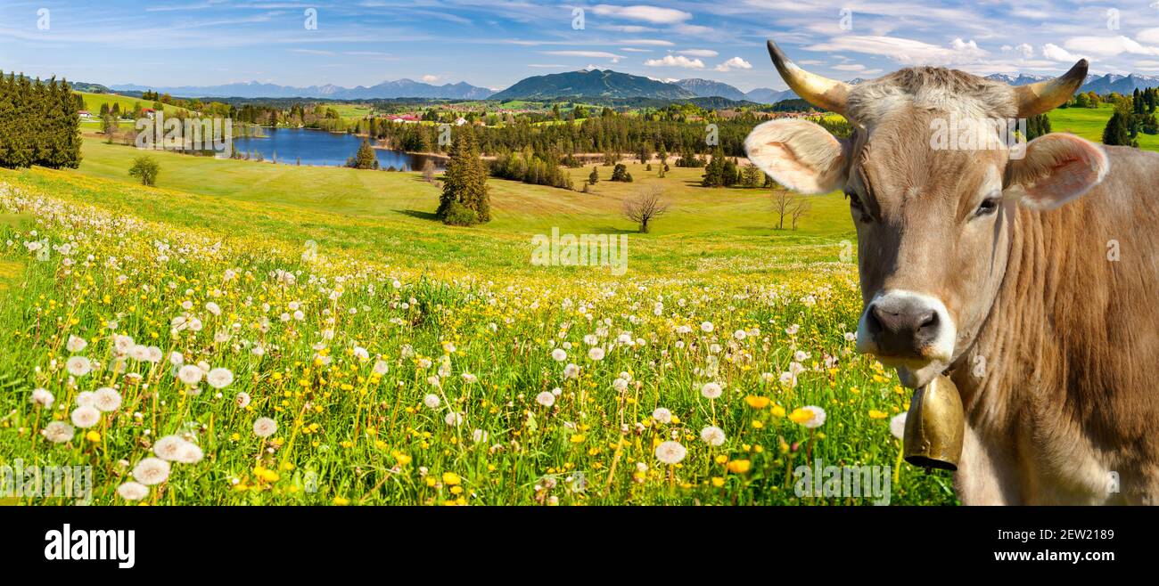panoramic landscape in Bavaria at springtime with cow on meadow Stock ...