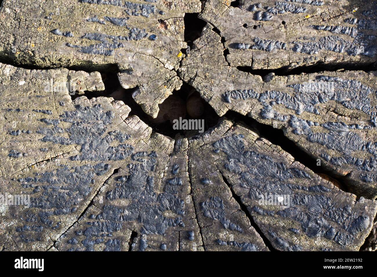 Tree trun hi-res stock photography and images - Alamy