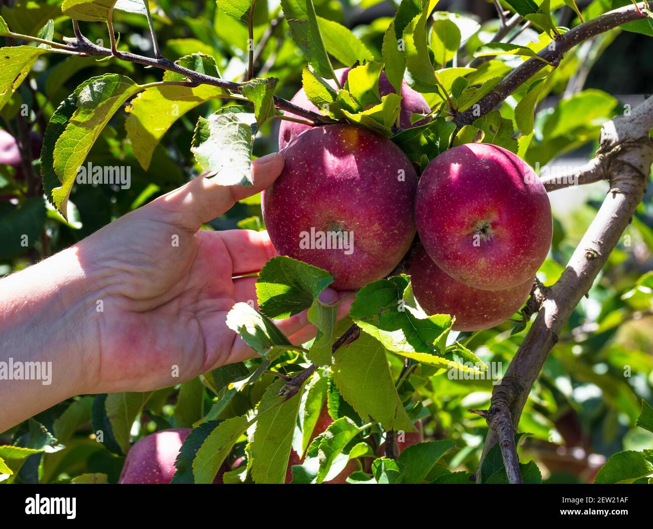 Hand picking an apple from a tree Stock Photo - Alamy