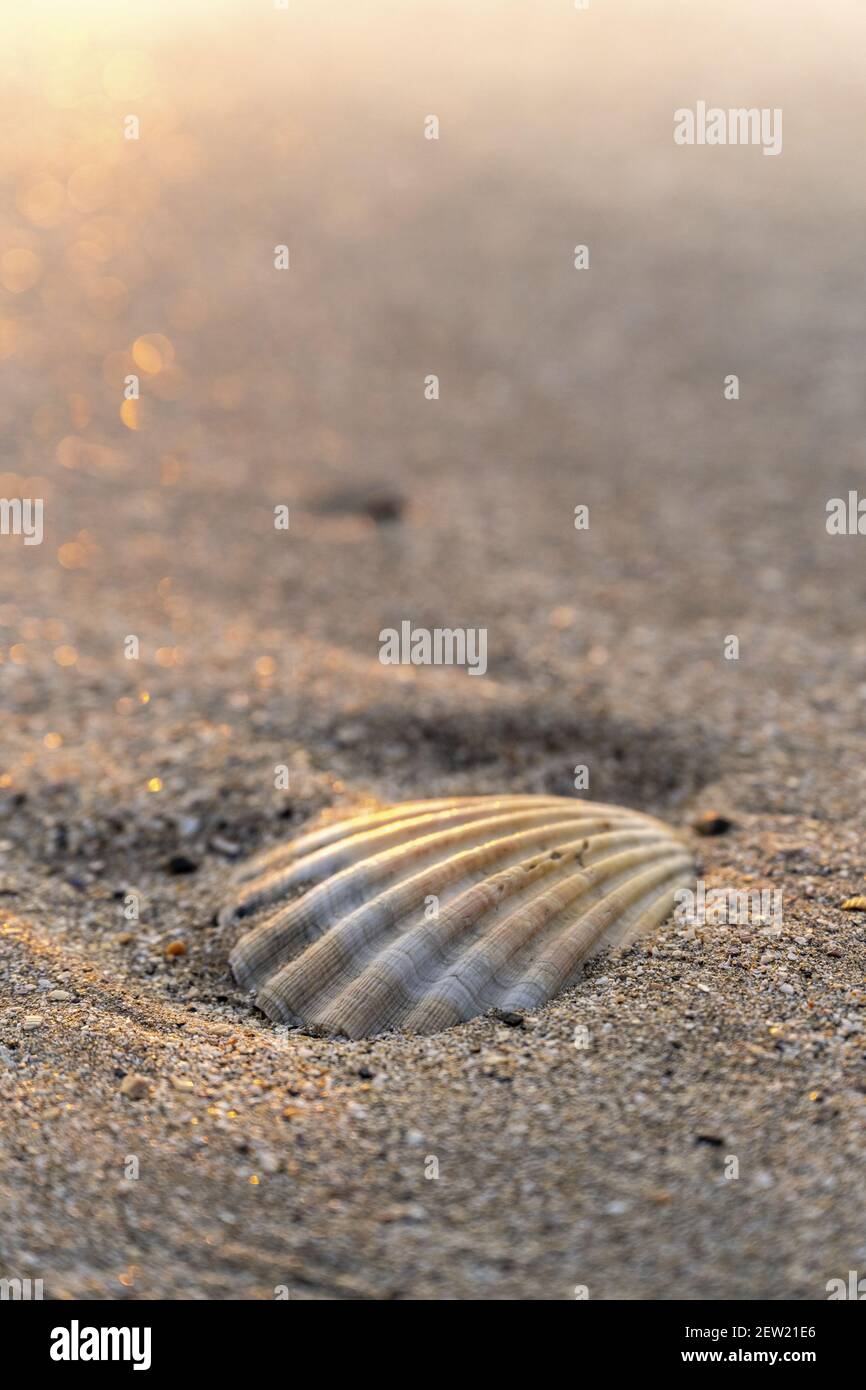 France, Cotes d'Armor, Plérin, Saint-Jacques shell at Martin Plage ...