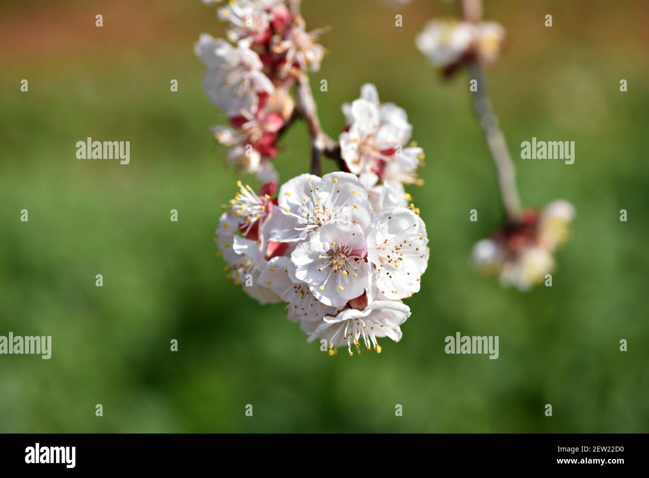 Cherry blossoms (Sakura) at the Japanese Friendship Garden in Balboa ...