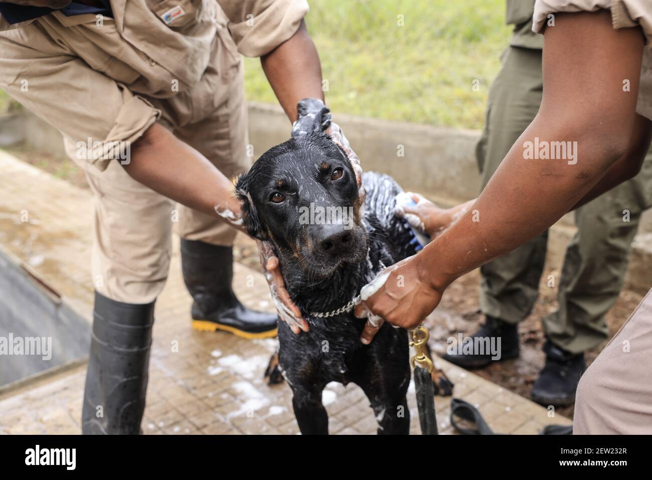 Tanzania, Ikoma canine unit where the anti-poaching dogs of Serengeti ...