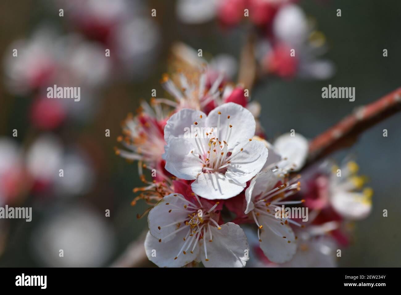 Cherry blossoms (Sakura) at the Japanese Friendship Garden in Balboa ...