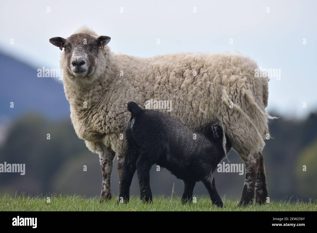 Cross sheep and black lamb, Scotland Stock Photo - Alamy