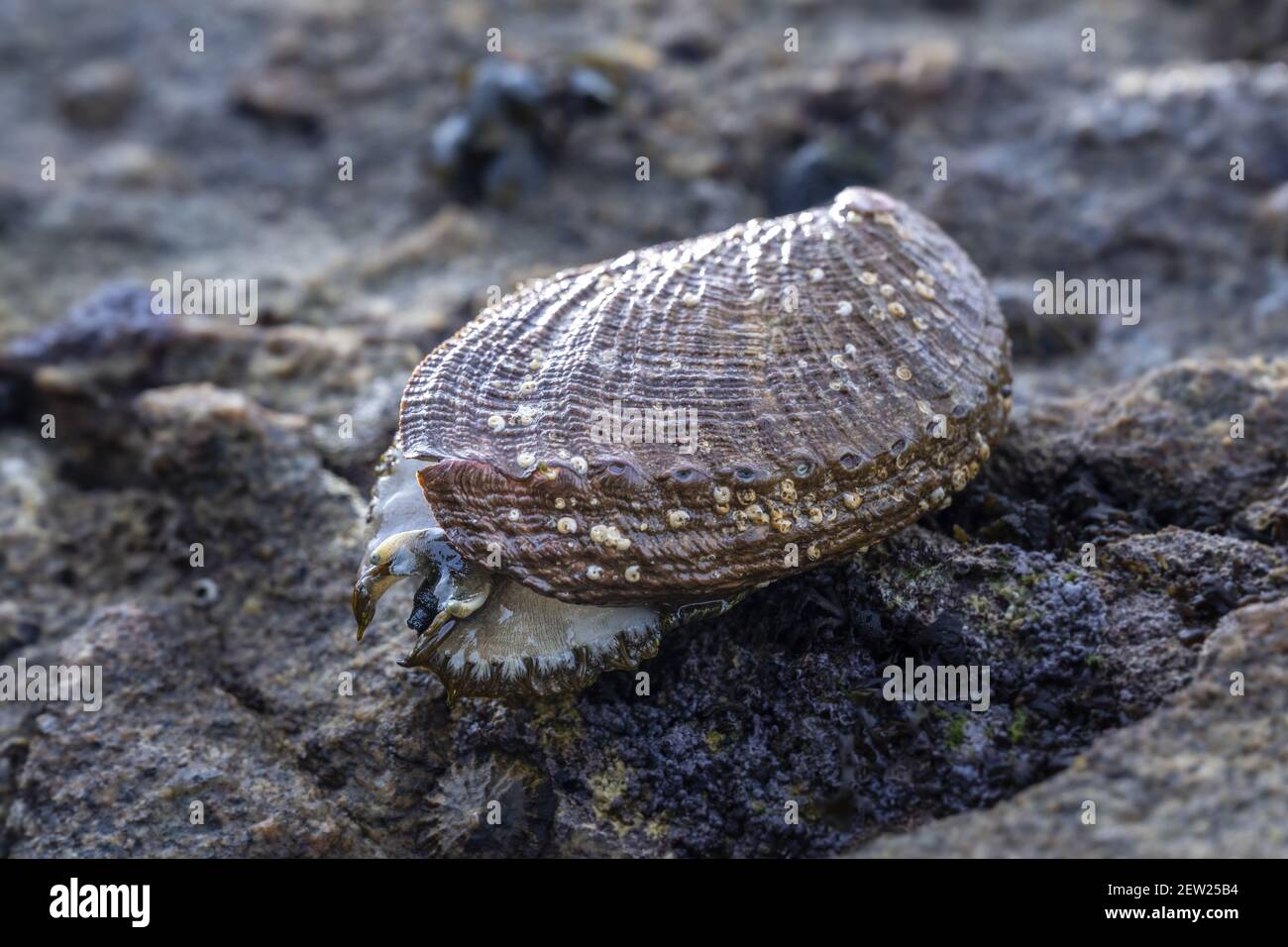France, Finistere, Ouessant, Ormeau or Haliotis Stock Photo - Alamy