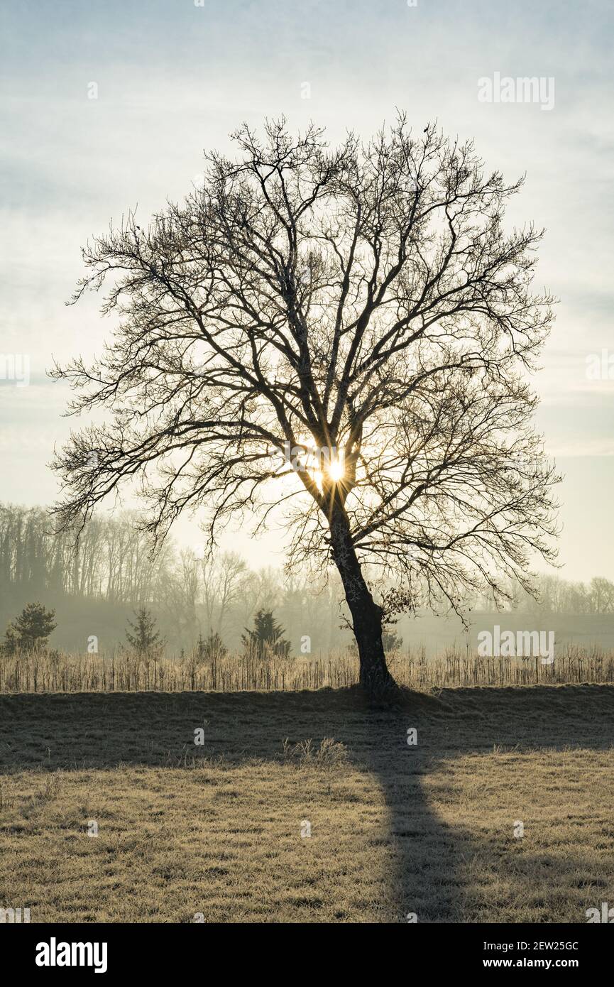 France, Haute Savoie, Albanais Rumilly, walnut trees in the Annecy ...
